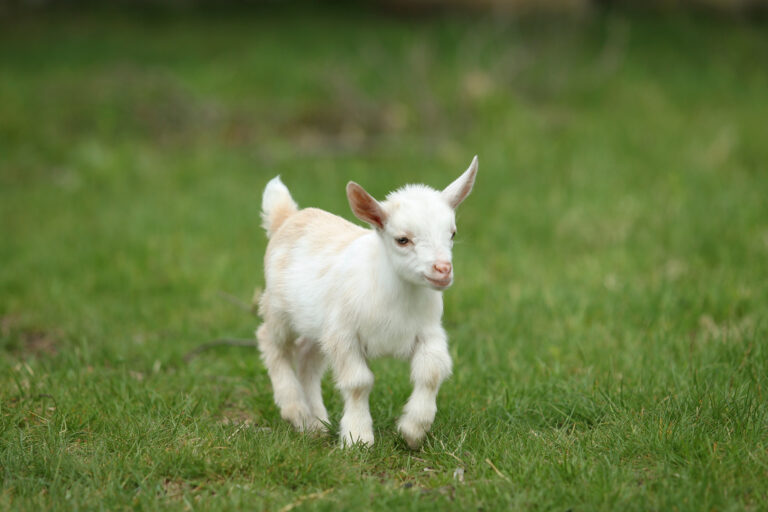 Goat Polio: Polioencephalomalacia in Goats - Goat Journal